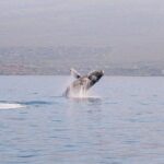 Morning Sail With the Whales Ma'alaea - The Value of the Experience