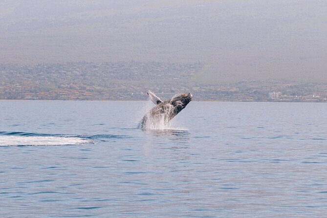 Morning Sail With the Whales Ma'alaea - The Value of the Experience
