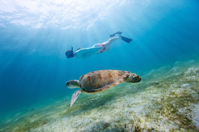 Morning Snorkel & Dolphin Adventure - Price and Value: What Youre Really Getting
