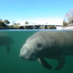 Morning Swim and Snorkel with Manatees-Guided Crystal River Tour - Who Should Consider This Tour?