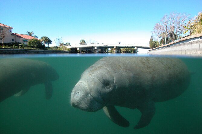 Morning Swim and Snorkel with Manatees-Guided Crystal River Tour - Who Should Consider This Tour?