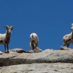 Mount Blue Sky 14,265ft Summit and Glacial Lakes - Why Travelers Rave About This Tour
