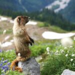 Mount Rainier Full Day Small Group Tour - Who Should Consider This Tour?