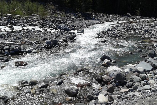Mt Rainier Private Tour Experience in SUV - Practical Details You Need to Know