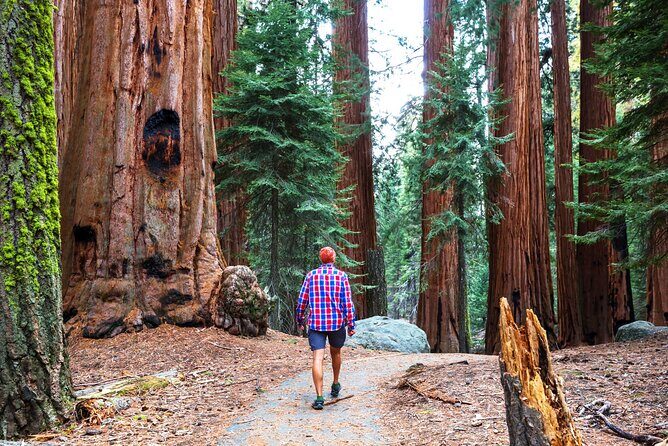 Muir Woods and Sausalito Half Day Tour - Practical Tips for Travelers