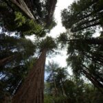 Muir Woods and Sausalito Morning Tour Small-Group Half Day - Who Will Love This Tour?