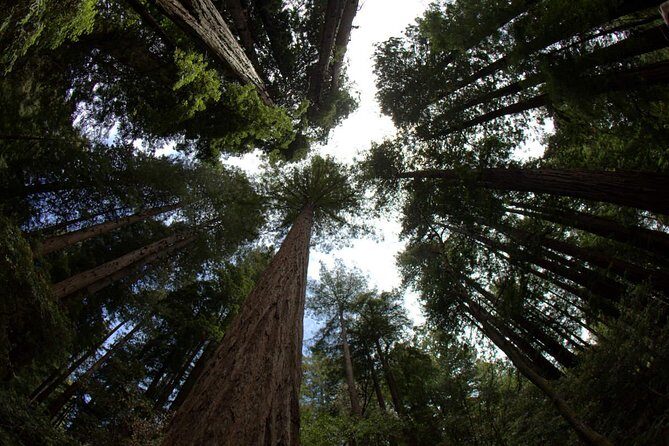 Muir Woods and Sausalito Morning Tour Small-Group Half Day - Who Will Love This Tour?