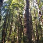 Muir Woods, Sausalito and Ferry back to Fisherman's Wharf - What the Reviews Say: Authentic Insights