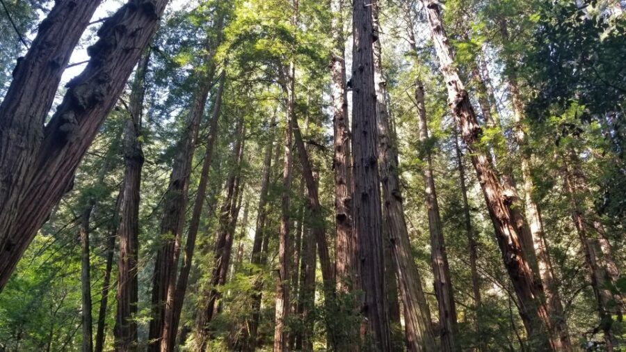 Muir Woods, Sausalito and Ferry back to Fisherman's Wharf - What the Reviews Say: Authentic Insights