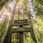 Muir Woods & Sausalito Tour + Hop-On Hop-Off Tour - What Makes This Tour Stand Out?