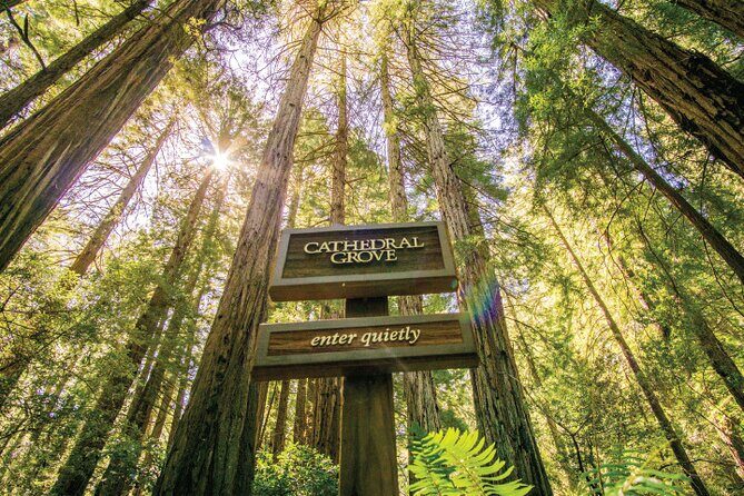 Muir Woods & Sausalito Tour + Hop-On Hop-Off Tour - What Makes This Tour Stand Out?