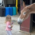 Mules in New Orleans Barn Tour - Key Points