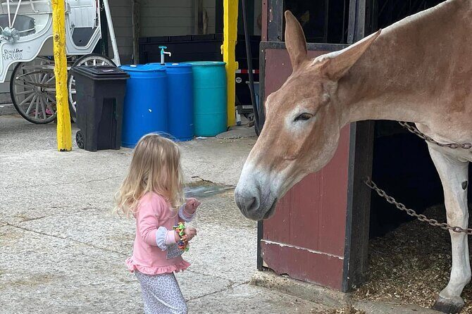 Mules in New Orleans Barn Tour - Key Points
