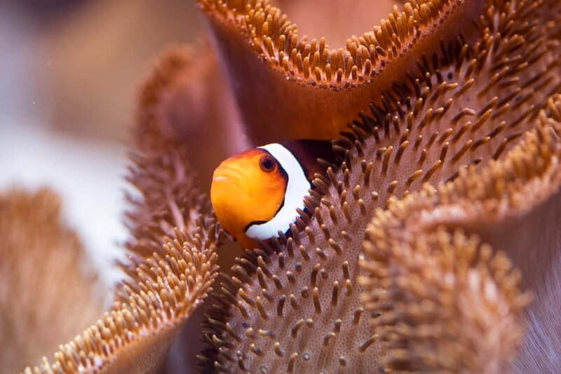 Munich: Day Ticket to Sea Life - Who Is This Tour Best For?