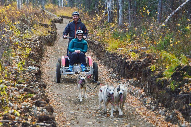 Mush Your Own Sled Dog Team (Summer/Fall Tour) - Itinerary Breakdown: What to Expect