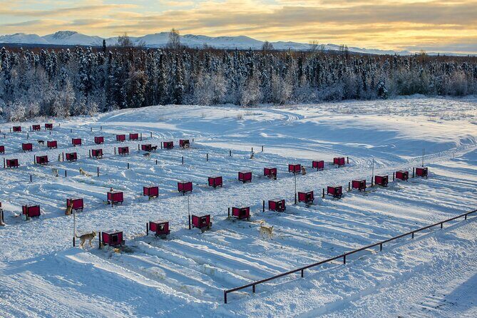 Mush Your Own Sled Dog Team (Winter Tour) in Talkeetna, Alaska - What to Expect from the Tour