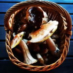 Mushroom picking in the forests near Riga - What Sets This Tour Apart