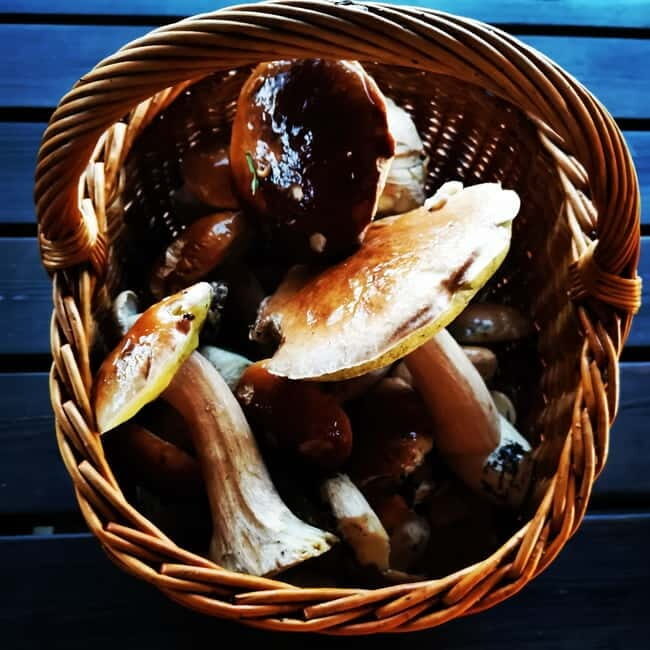 Mushroom picking in the forests near Riga - What Sets This Tour Apart