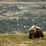 Muskox Safari from Hjerkinn | Dovre & Lesja Aktiv - Who Should Consider This Tour?
