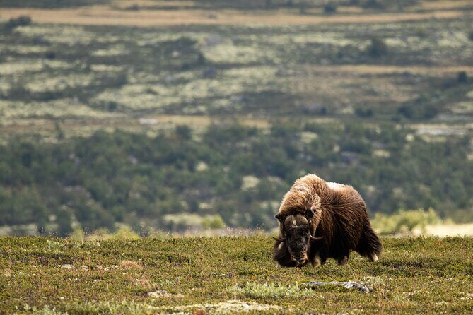 Muskox Safari from Hjerkinn | Dovre & Lesja Aktiv - Who Should Consider This Tour?