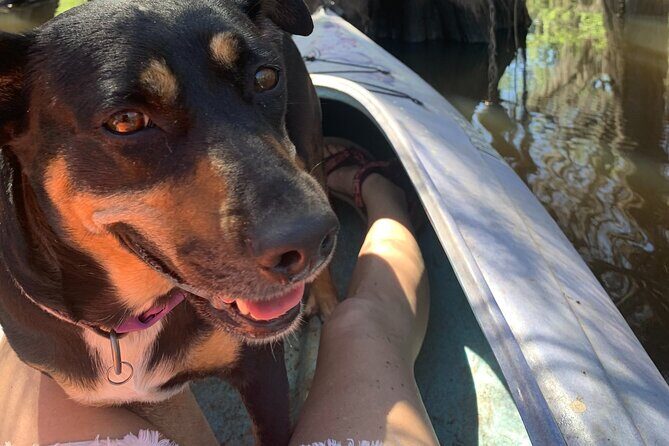 Mystical Private Kayak and Canoe Tours on Caddo Lake - The Guide & Experience Quality