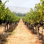 Napa and Sonoma Wine Country Full-Day Tour from San Francisco - Detailed Breakdown of the Tour
