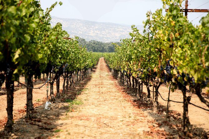 Napa and Sonoma Wine Country Full-Day Tour from San Francisco - Detailed Breakdown of the Tour