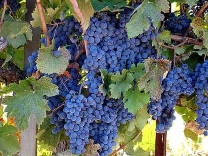 Napa: DeLoach Vineyards Private Wine Tour and Tasting - The Value: Is It Worth the Price?