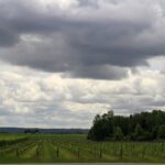 Napa & Sonoma Wine Tour Private Tours 8 to 10 Hours max 14 pax - Why You Should Consider This Tour