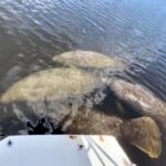 Naples, FL: Manatee, Dolphin, 10,000 Islands Beach Eco Tour - Itinerary Breakdown