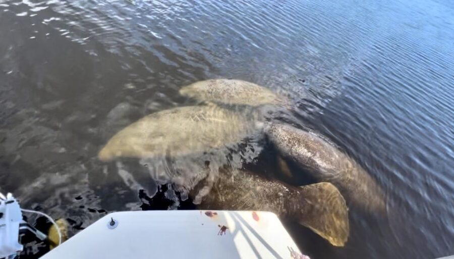 Naples, FL: Manatee, Dolphin, 10,000 Islands Beach Eco Tour - Itinerary Breakdown