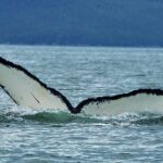 Narrated Whale Watching Cruise with Glacier View Stop - Who is This Tour Best For?