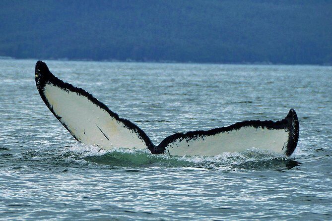 Narrated Whale Watching Cruise with Glacier View Stop - Who is This Tour Best For?