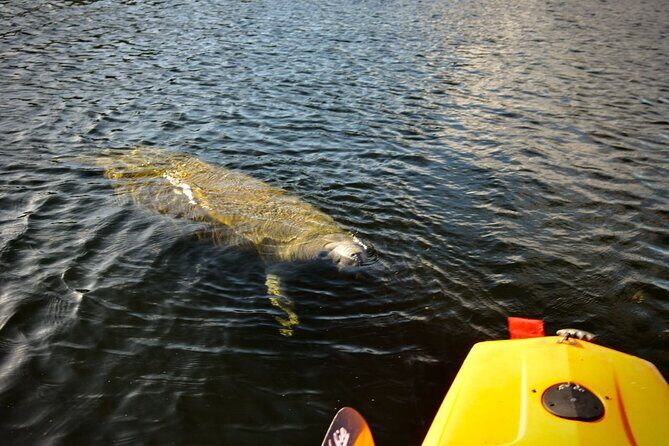 National Park Pedal Kayak Tours in New Smyrna Beach - What the Reviews Say: Authentic Perspectives