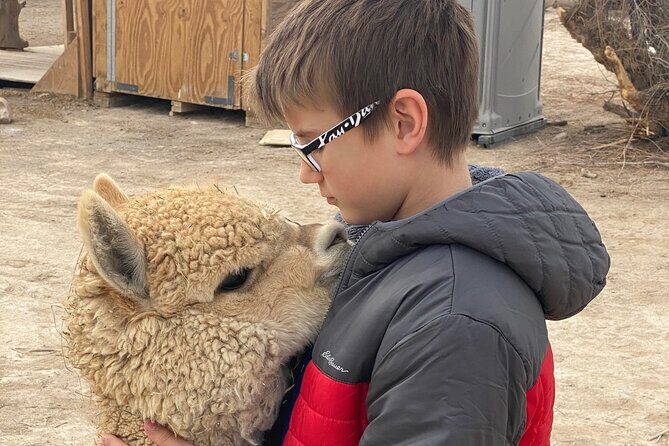 Nature Health Farms Alpaca Farm Petting Zoo Pahrump Death Valley - The Value of This Experience