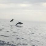 Nausicaa. Discover Collioure and the Côte Vermeille from the sea. - Itinerary Breakdown and Highlights