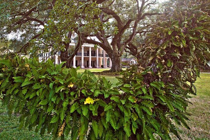 Nawlins Luxury: Oak Alley Plantation & Pontoon Swamp Tour w/Transportation - In-Depth Review of the Tour Experience