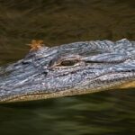 Nawlins Luxury: Pontoon Boat Swamp Tour with Transportation - Who Will Love This Tour?