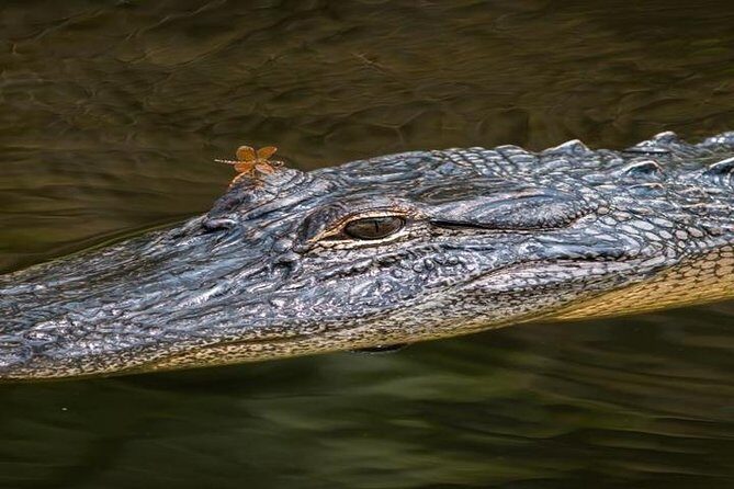 Nawlins Luxury: Pontoon Boat Swamp Tour with Transportation - Who Will Love This Tour?