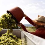 Neustadt: Wine tasting with cellar tour and vineyard tour - Frequently Asked Questions (FAQs)