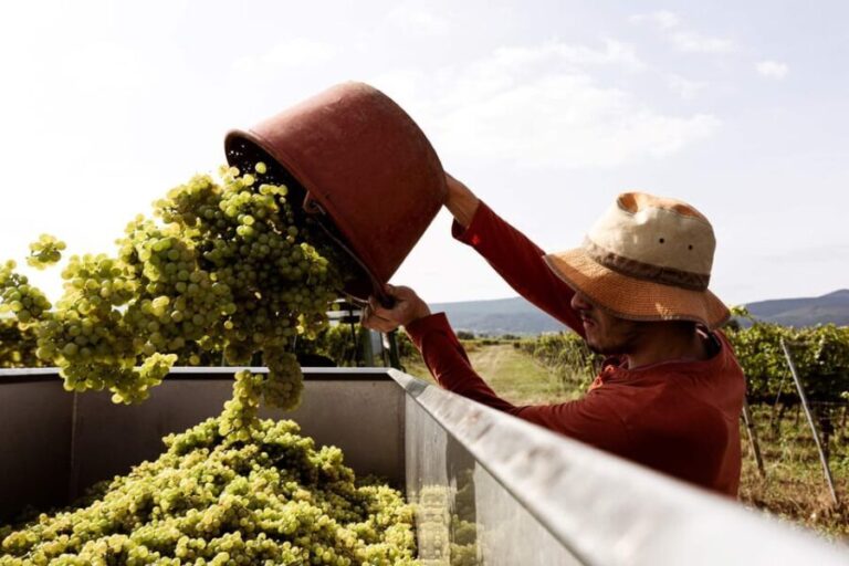 Neustadt: Wine tasting with cellar tour and vineyard tour - Frequently Asked Questions (FAQs)