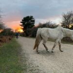 New Forest Sunset Bike Rides - Final Thoughts: Is It Worth It?