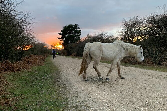 New Forest Sunset Bike Rides - Final Thoughts: Is It Worth It?