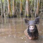 New Orleans: Airboat or Pontoon Boat Cruise with Transfers - Authentic Experiences and Traveler Insights