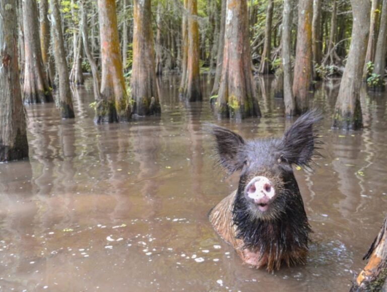 New Orleans: Airboat or Pontoon Boat Cruise with Transfers - Authentic Experiences and Traveler Insights