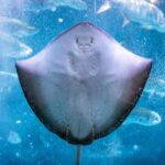 New Orleans: Audubon Aquarium & Insectarium Ticket - Amazon Rainforest and Gulf of Mexico Exhibits
