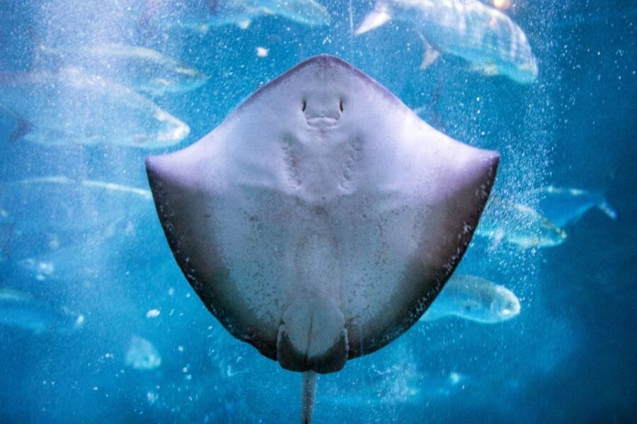 New Orleans: Audubon Aquarium & Insectarium Ticket - Amazon Rainforest and Gulf of Mexico Exhibits