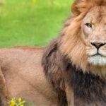 New Orleans: Audubon Zoo Ticket and Combination Option - Overview of the Audubon Zoo Experience