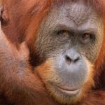 New Orleans: Audubon Zoo Ticket and Combination Option - What to Expect on Your Day at the Zoo
