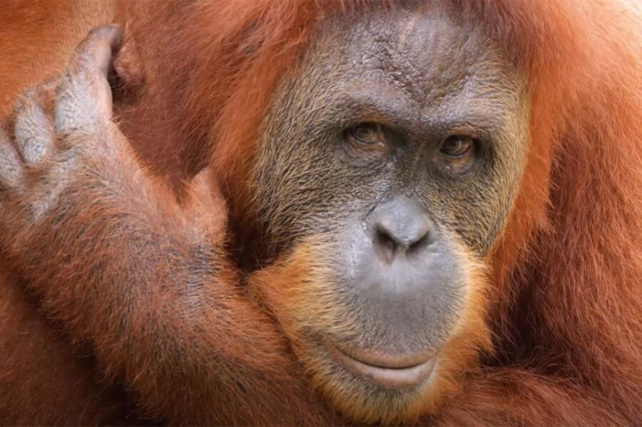 New Orleans: Audubon Zoo Ticket and Combination Option - What to Expect on Your Day at the Zoo